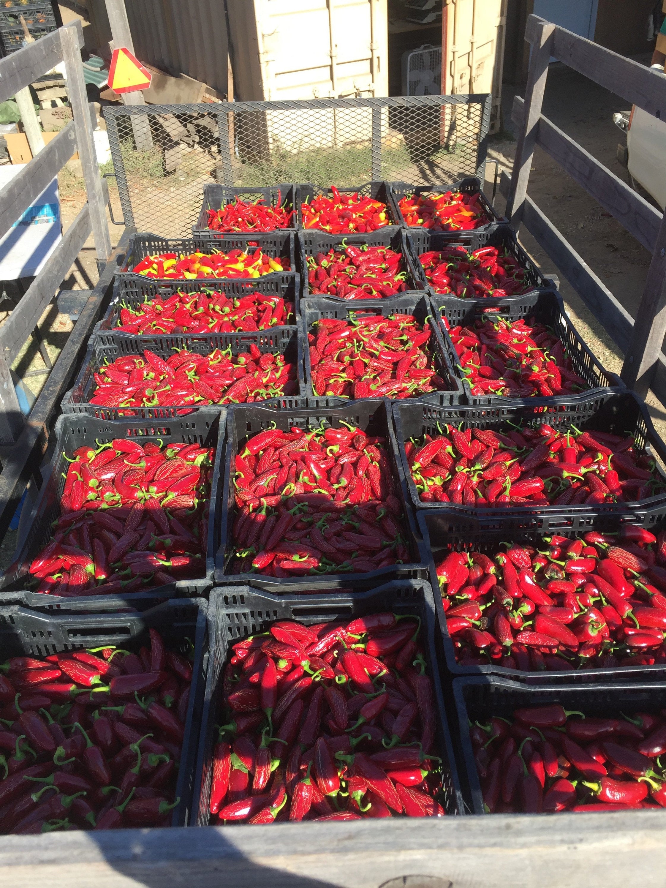 Red Jalapeño Dried Peppers by Fire Tongue Farms | Fire Tongue Farms