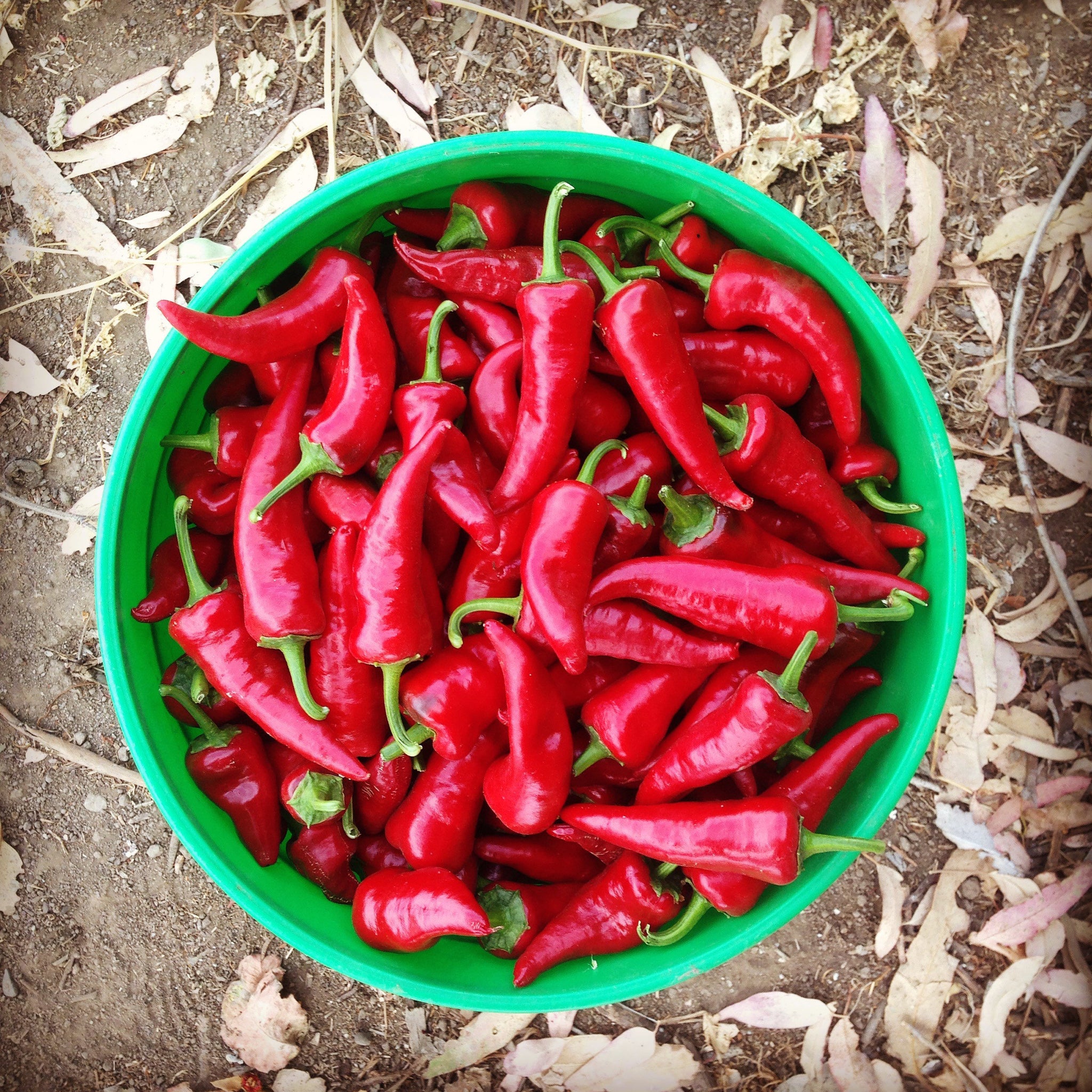 Hungarian Paprika Dried Peppers by Fire Tongue Farms | Fire Tongue Farms