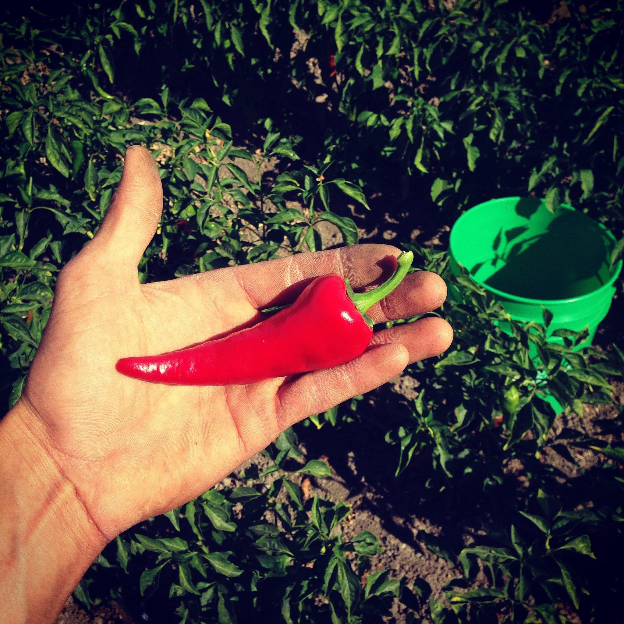 Hungarian Paprika Dried Peppers by Fire Tongue Farms | Fire Tongue Farms