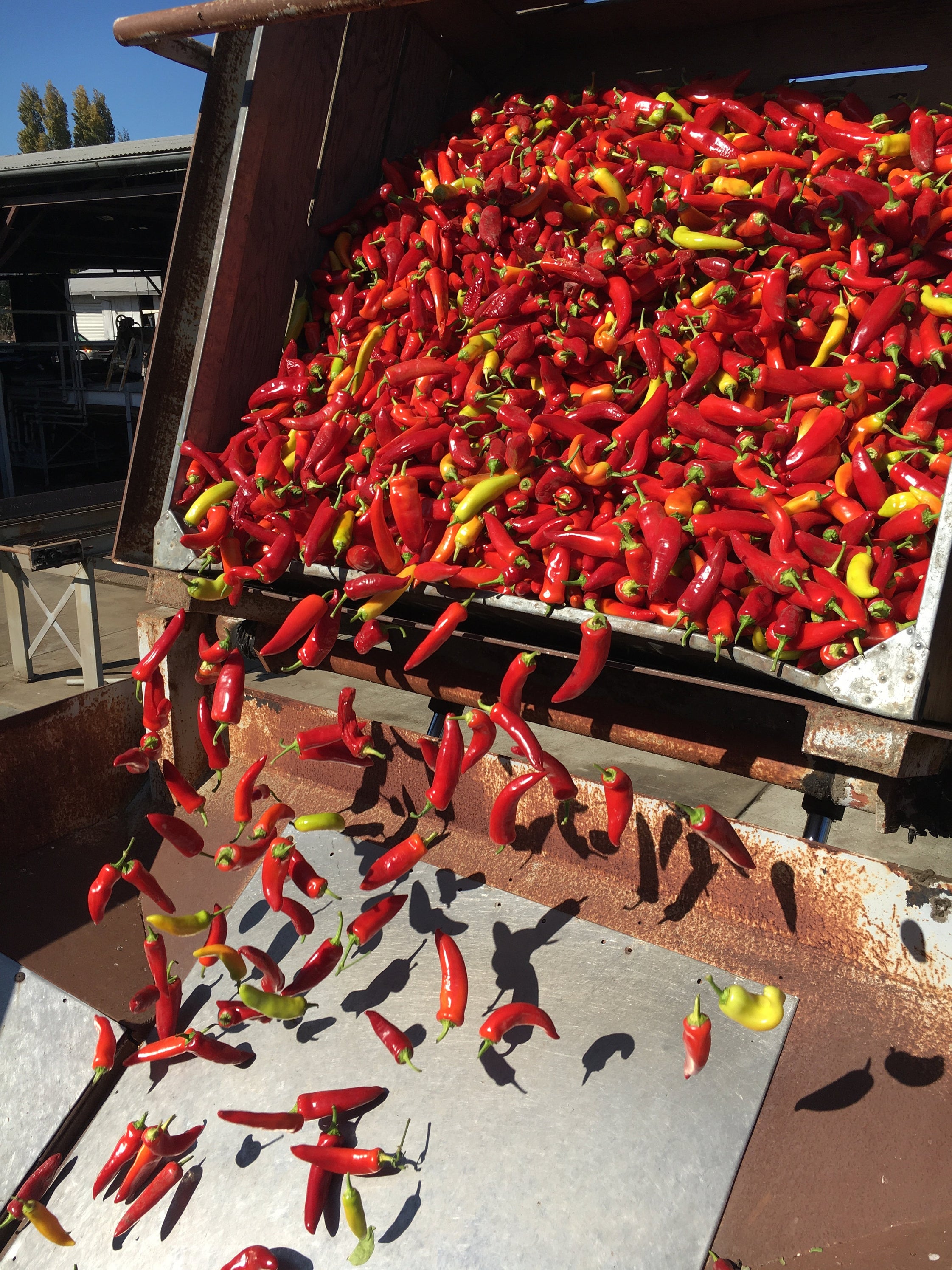 Hungarian Paprika Dried Peppers by Fire Tongue Farms | Fire Tongue Farms