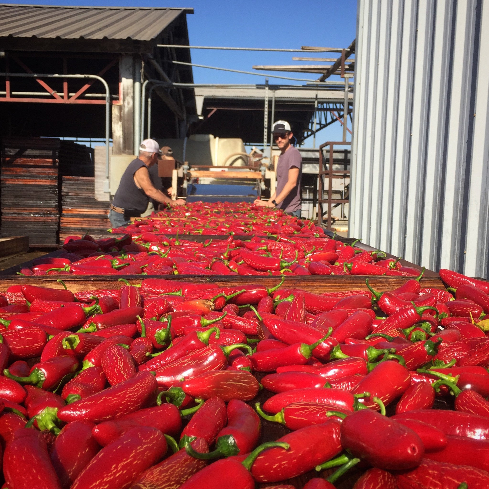 Red Jalapeño Dried Peppers by Fire Tongue Farms | Fire Tongue Farms