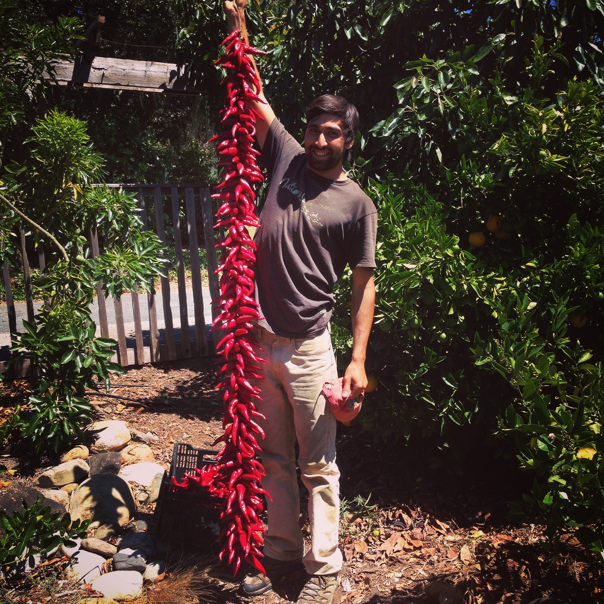 Hungarian Paprika Dried Peppers by Fire Tongue Farms | Fire Tongue Farms